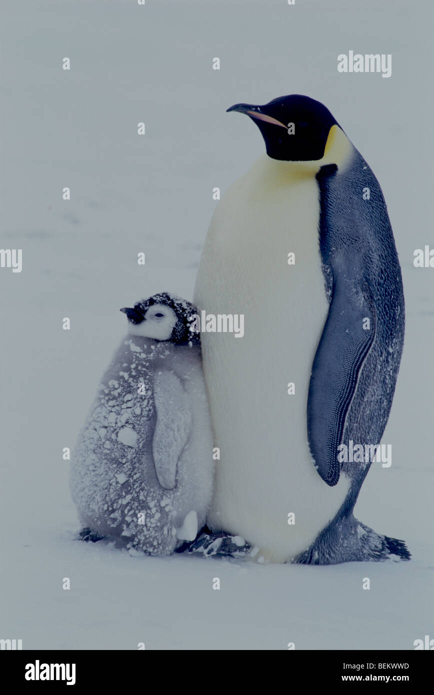 EMPEROR PENGUIN WITH CHICK, ANTARCTIC Stock Photo - Alamy