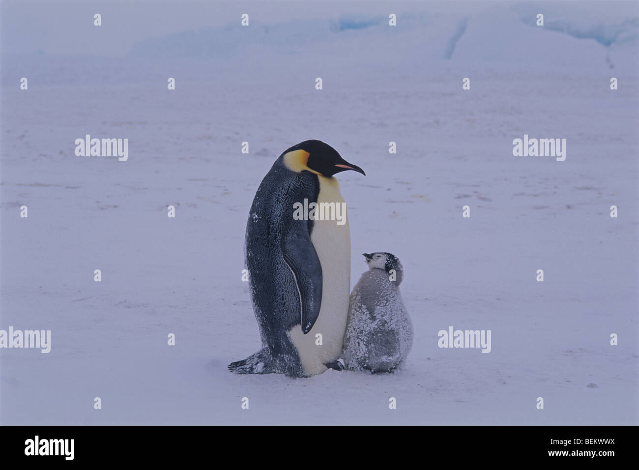 EMPEROR PENGUIN WITH CHICK, ANTARCTIC Stock Photo - Alamy