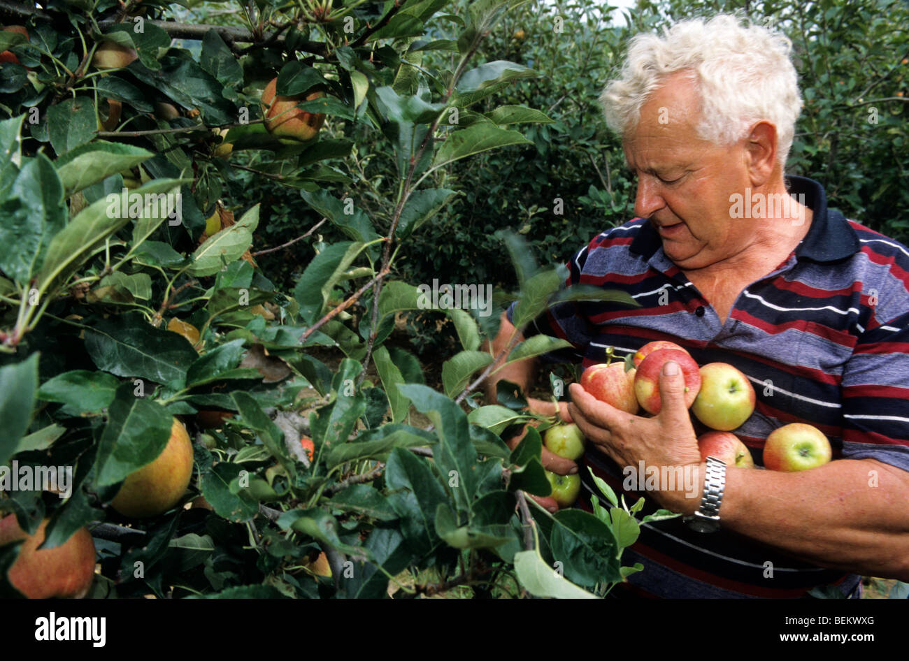 Harvest harvesting picking plucking hi-res stock photography and images ...