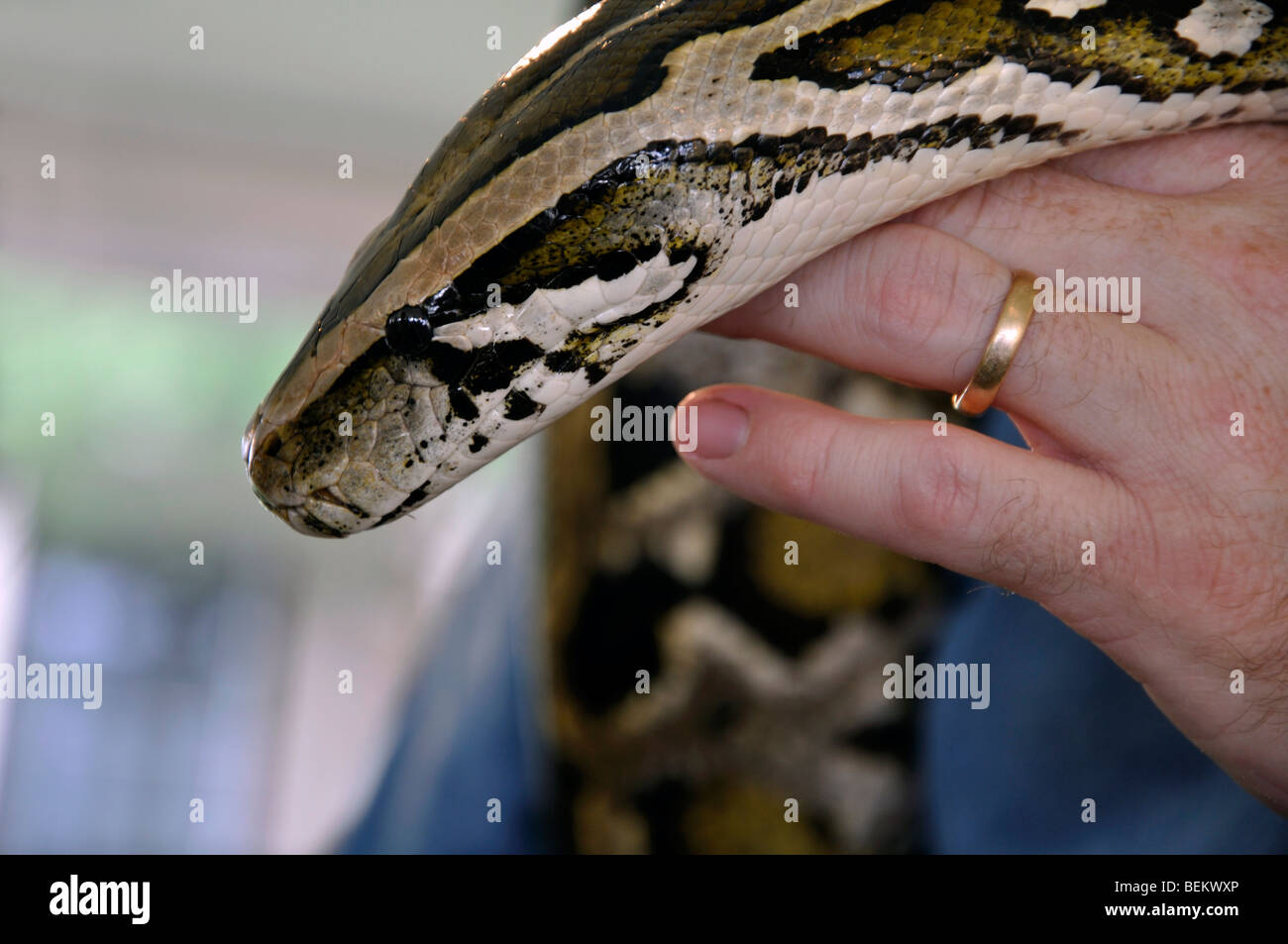 Burmese python close up hi-res stock photography and images - Alamy