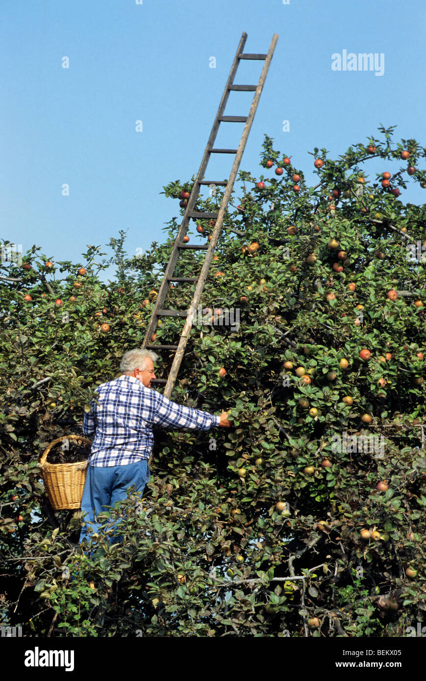 Man on ladder harvesting apples in orchard Stock Photo - Alamy