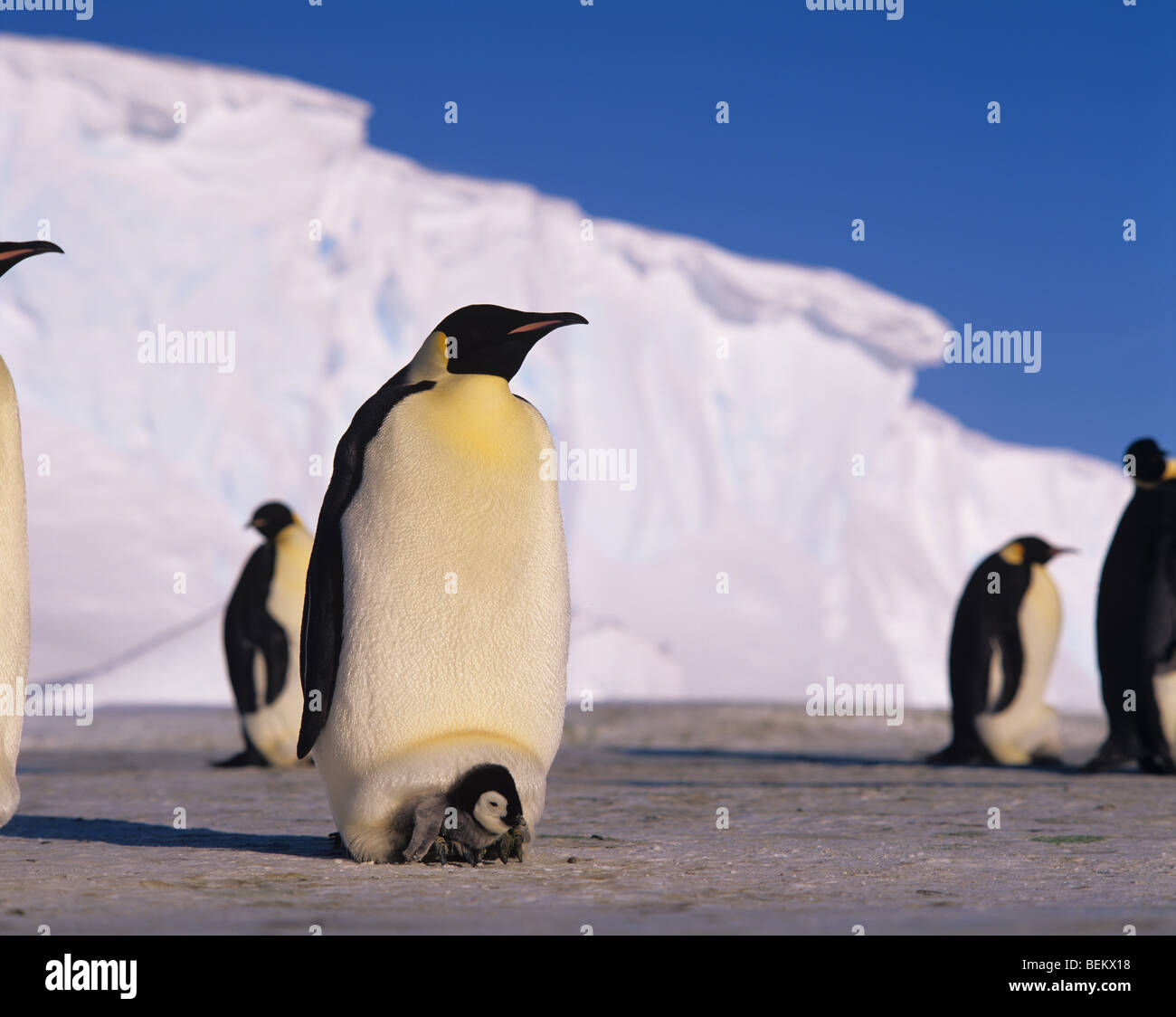 EMPEROR PENGUIN WITH CHICK, ANTARCTIC Stock Photo - Alamy
