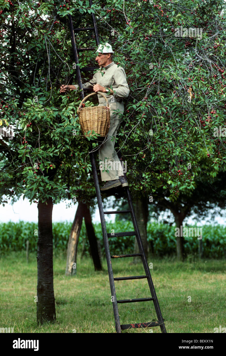 Plucking Fruit Stock Photos & Plucking Fruit Stock Images - Alamy