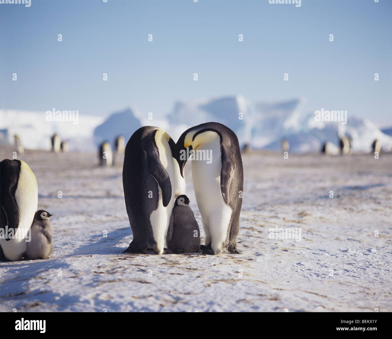 EMPEROR PENGUIN FAMILY, ANTARCTIC Stock Photo - Alamy