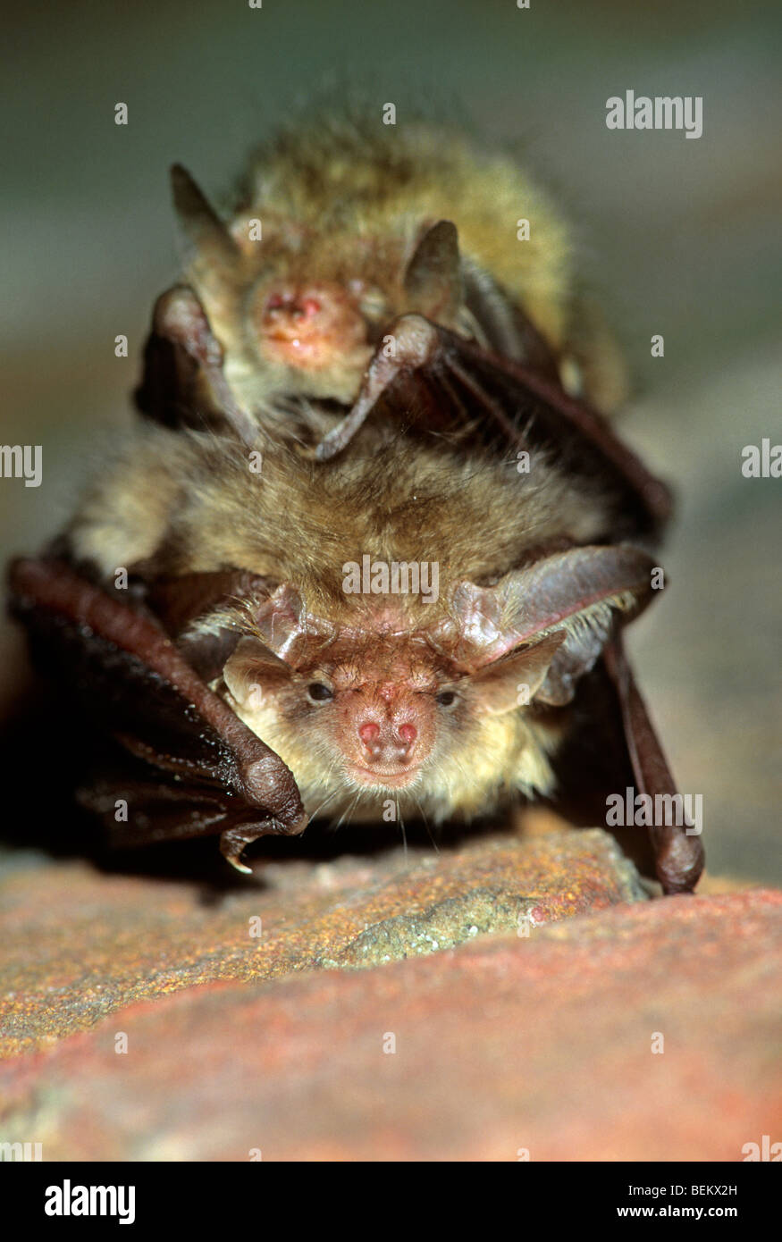 Brown long-eared bat / common long-eared bats (Plecotus auritus) in ...