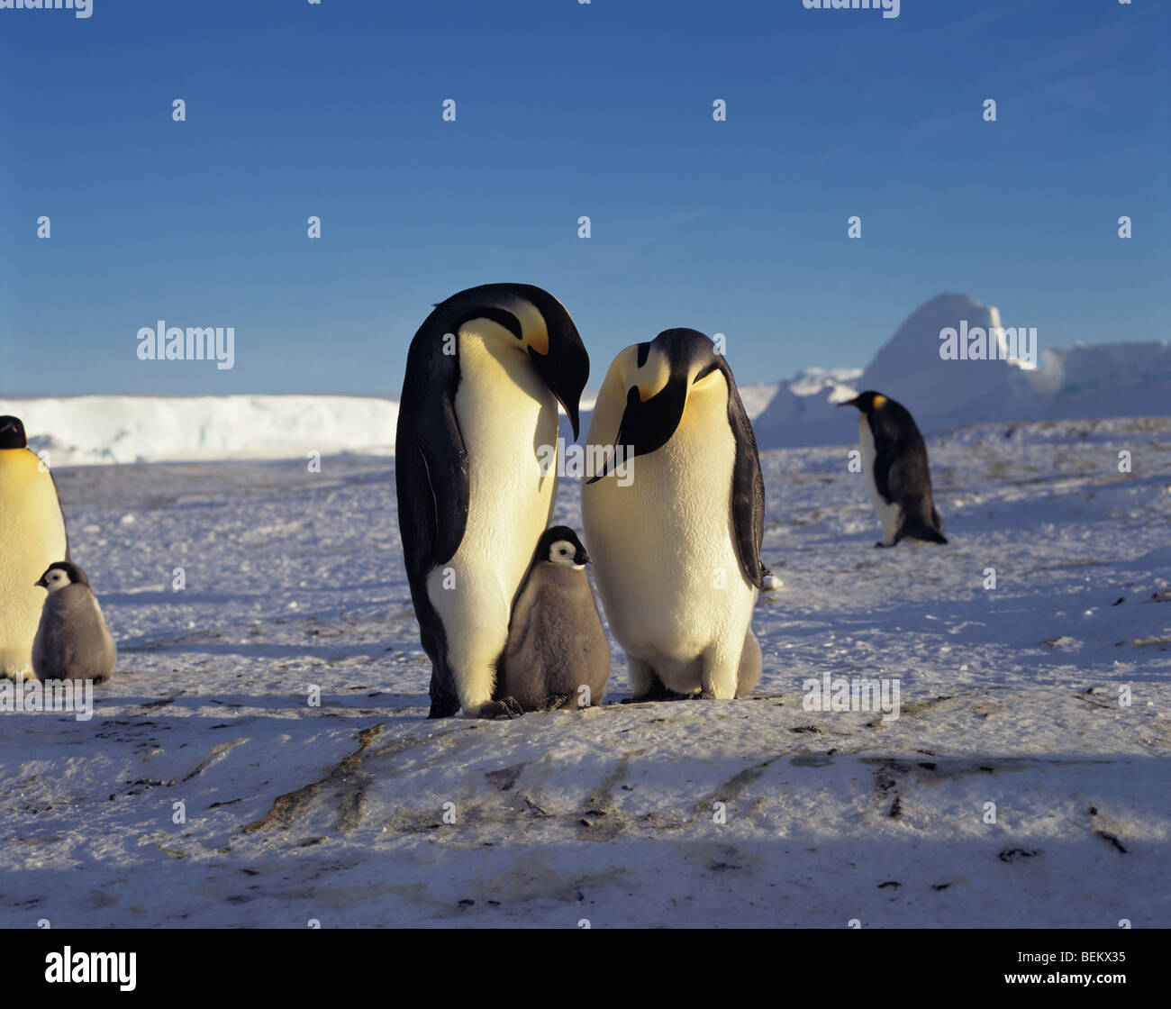 EMPEROR PENGUIN FAMILY, ANTARCTIC Stock Photo - Alamy