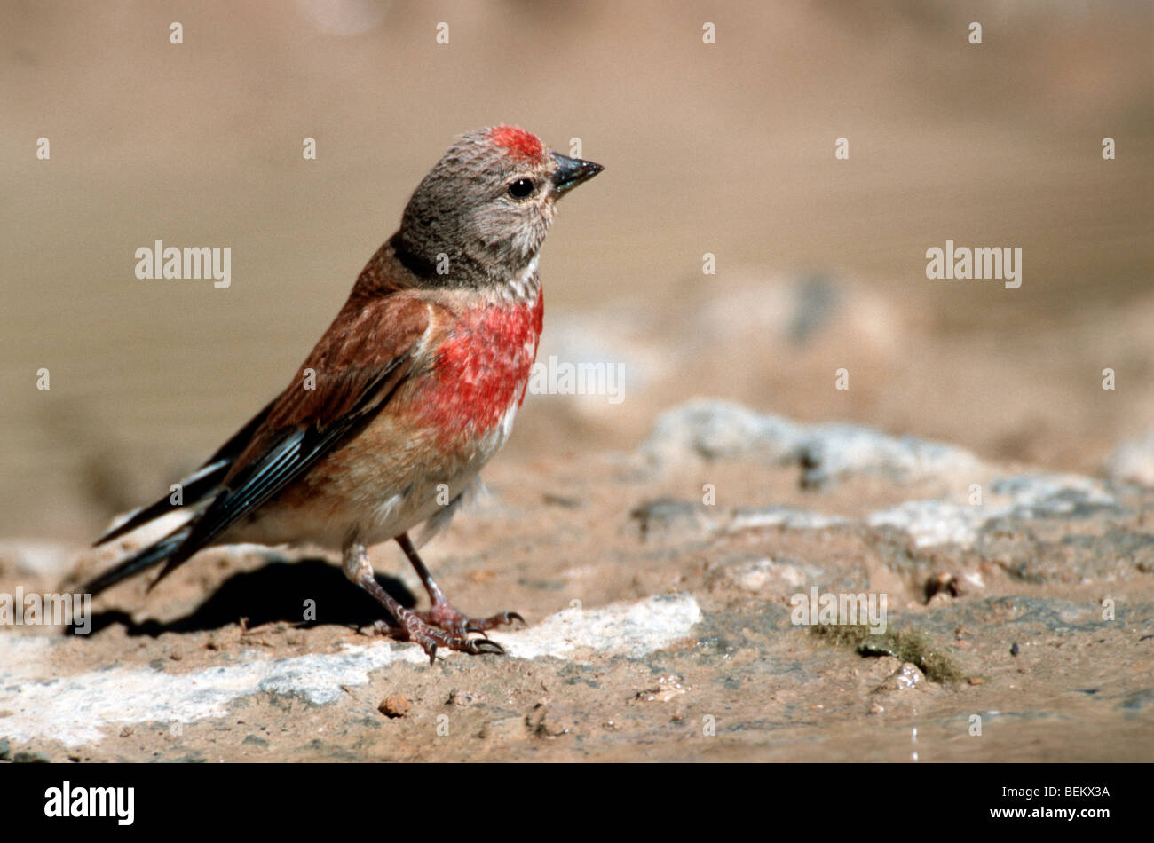 Eurasian linnet acanthis cannabina hi-res stock photography and images ...