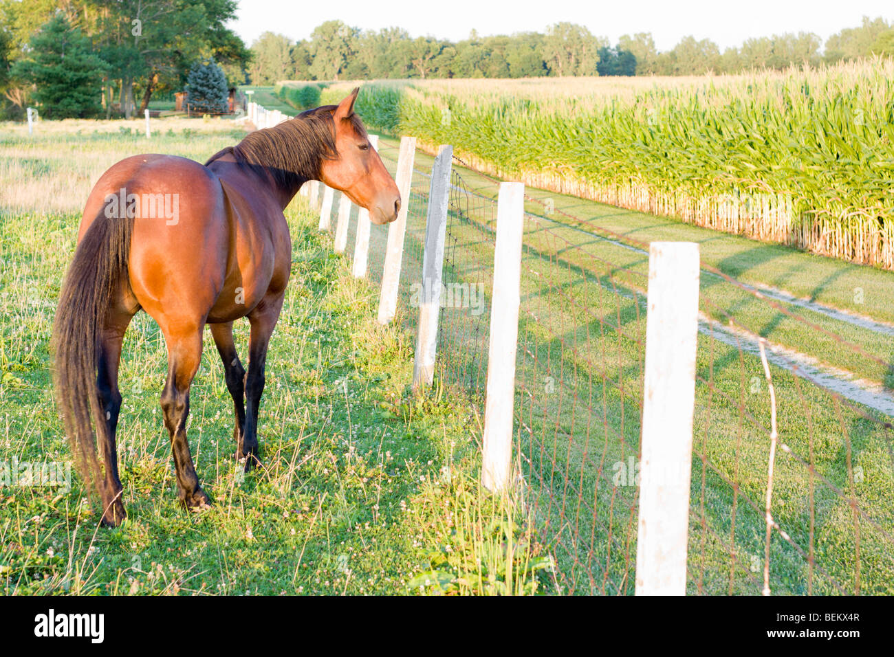 Horse on a farm Stock Photo - Alamy