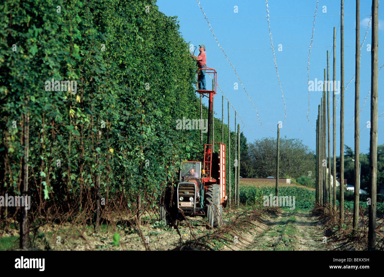 Hop harvesting hi-res stock photography and images - Alamy