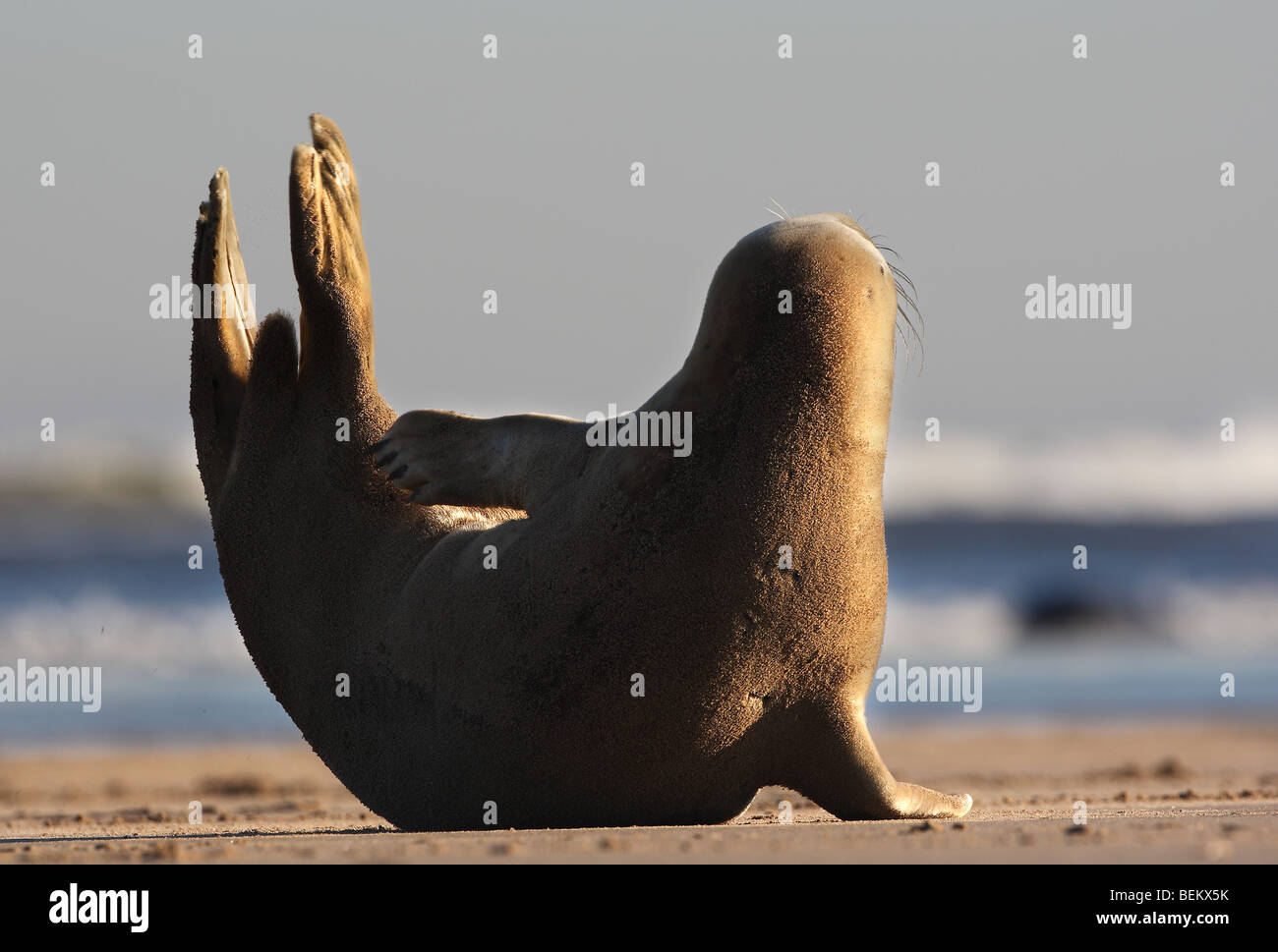 Seal look hi-res stock photography and images - Alamy