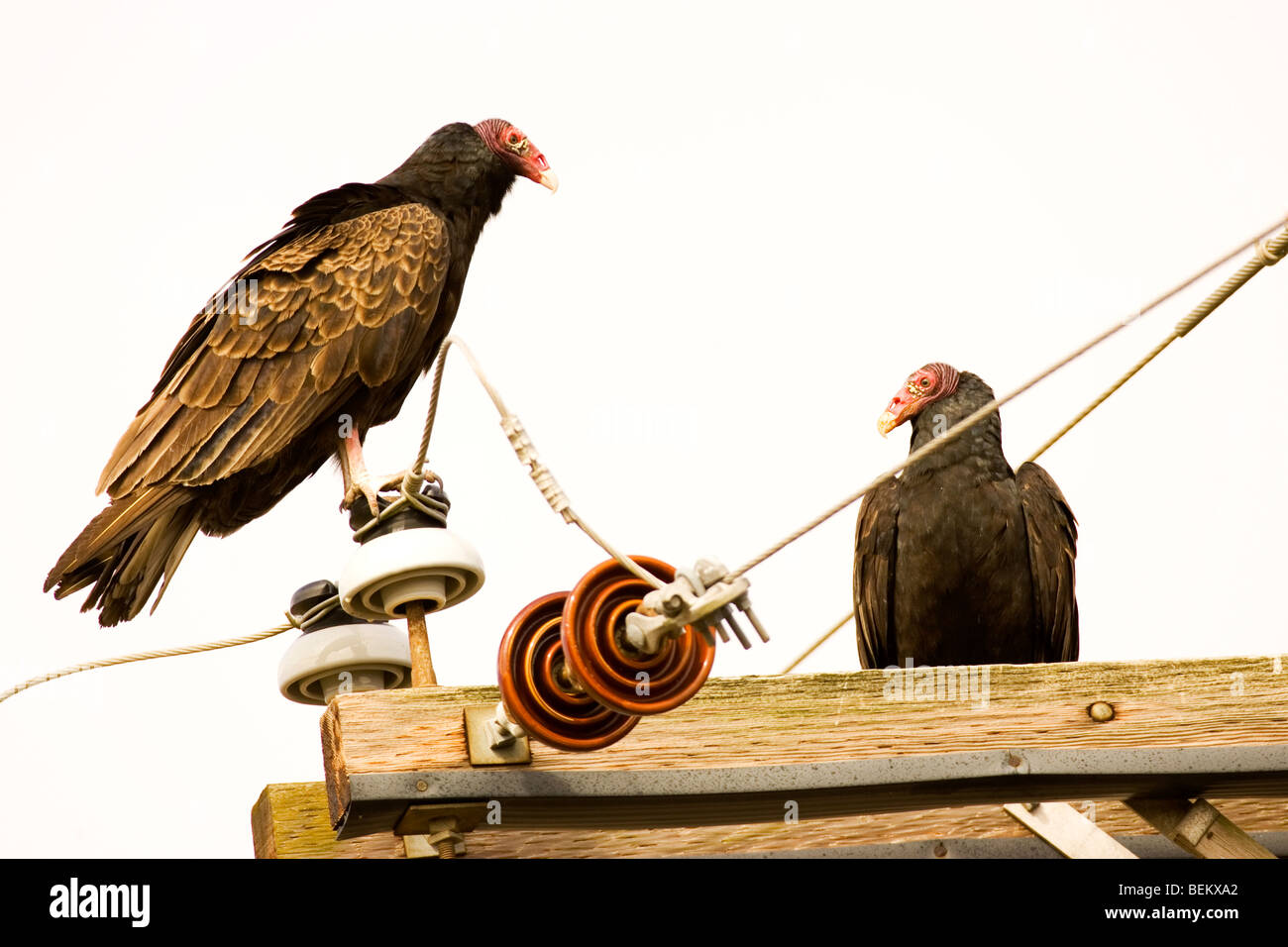 Turkey Vultures Stock Photos & Turkey Vultures Stock Images - Alamy