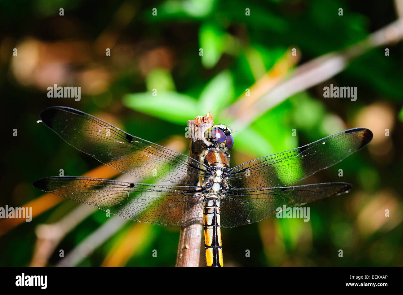 Great Blue Skimmer, Female Stock Photo - Alamy