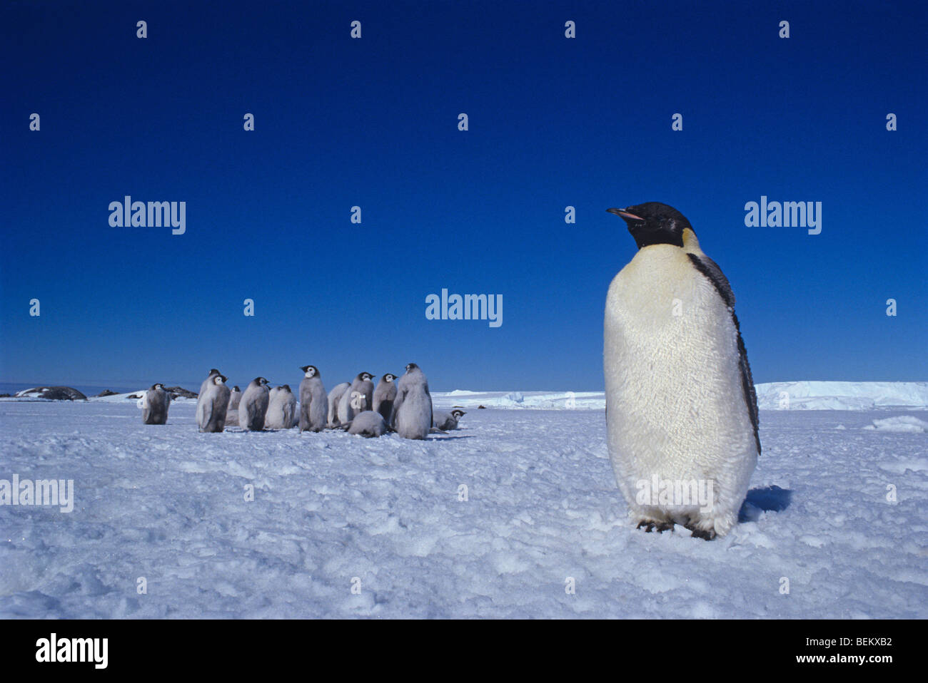 Emperor Penguin Face On High Resolution Stock Photography and Images ...