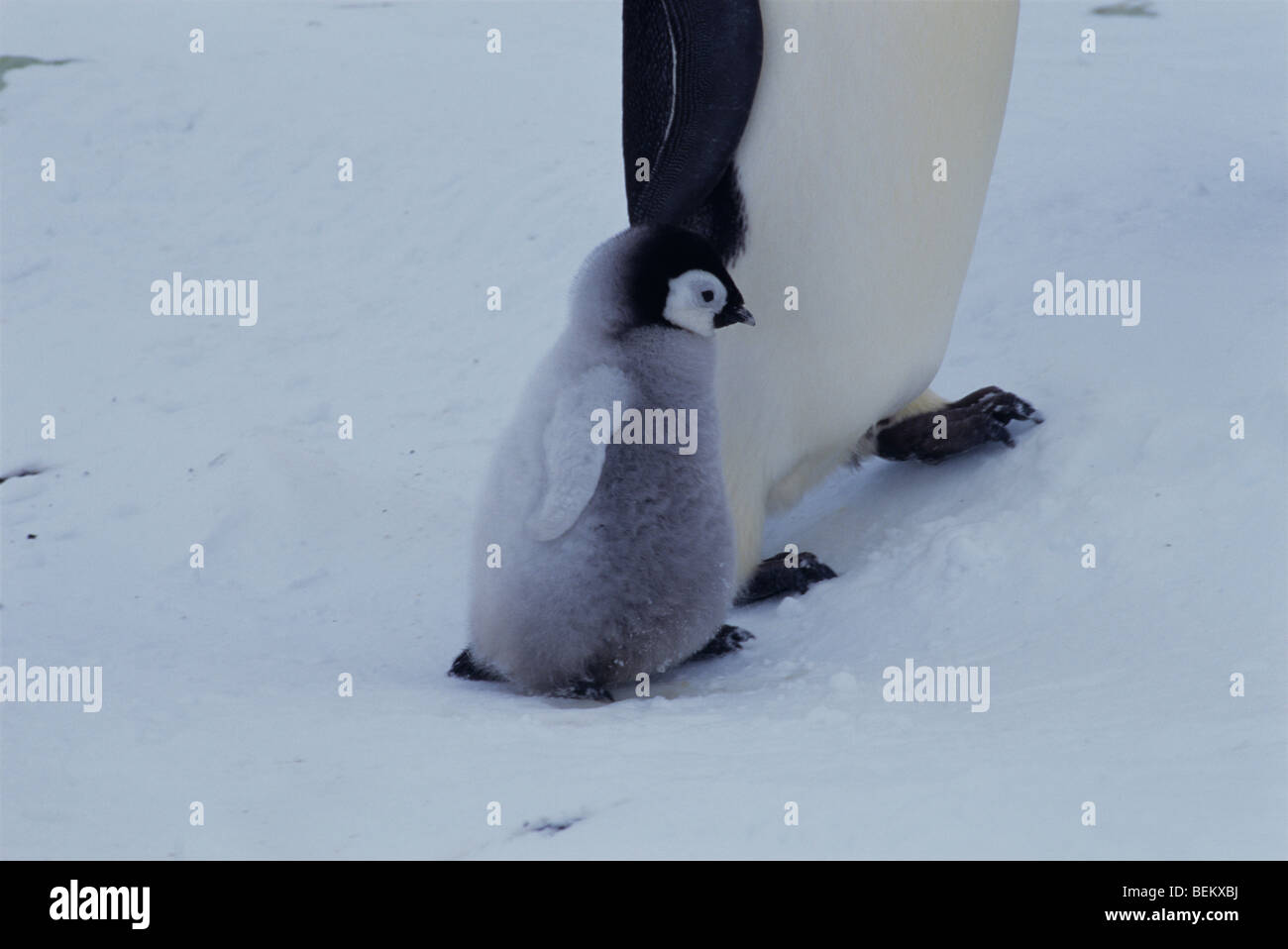 EMPEROR PENGUIN WITH CHICK, ANTARCTIC Stock Photo - Alamy