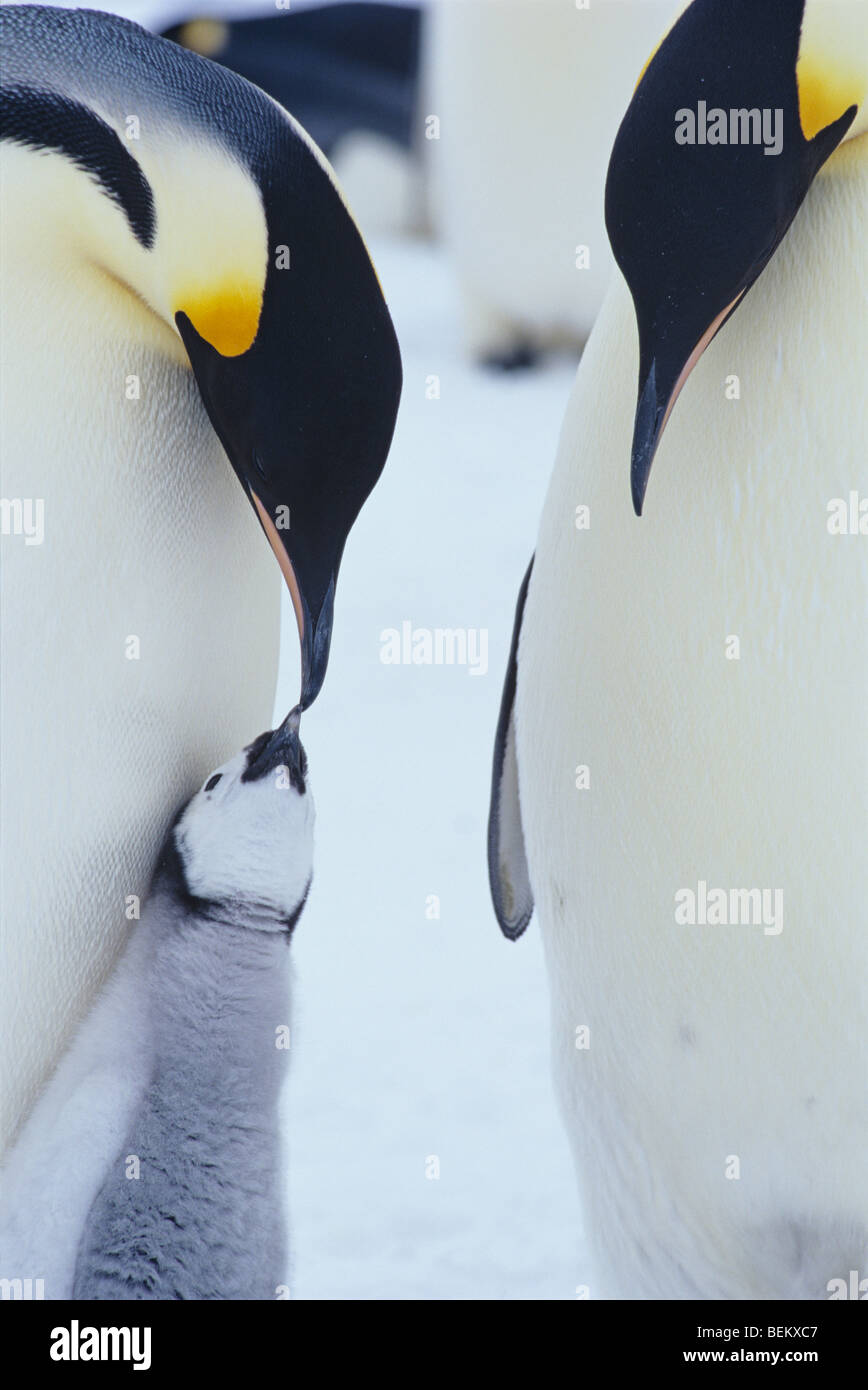 Emperor Penguin Face On High Resolution Stock Photography and Images ...