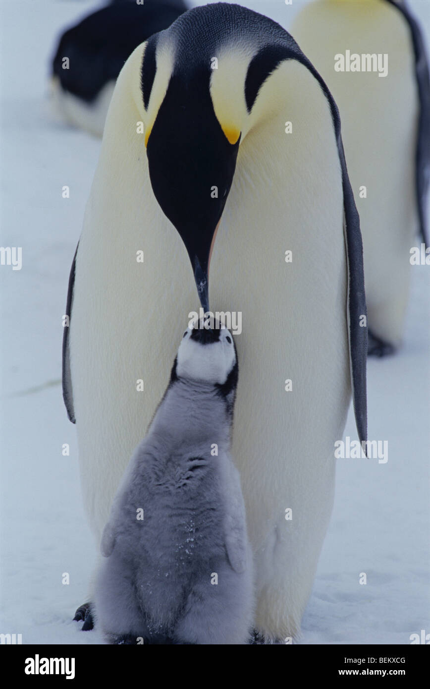 EMPEROR PENGUIN WITH CHICK, ANTARCTIC Stock Photo - Alamy