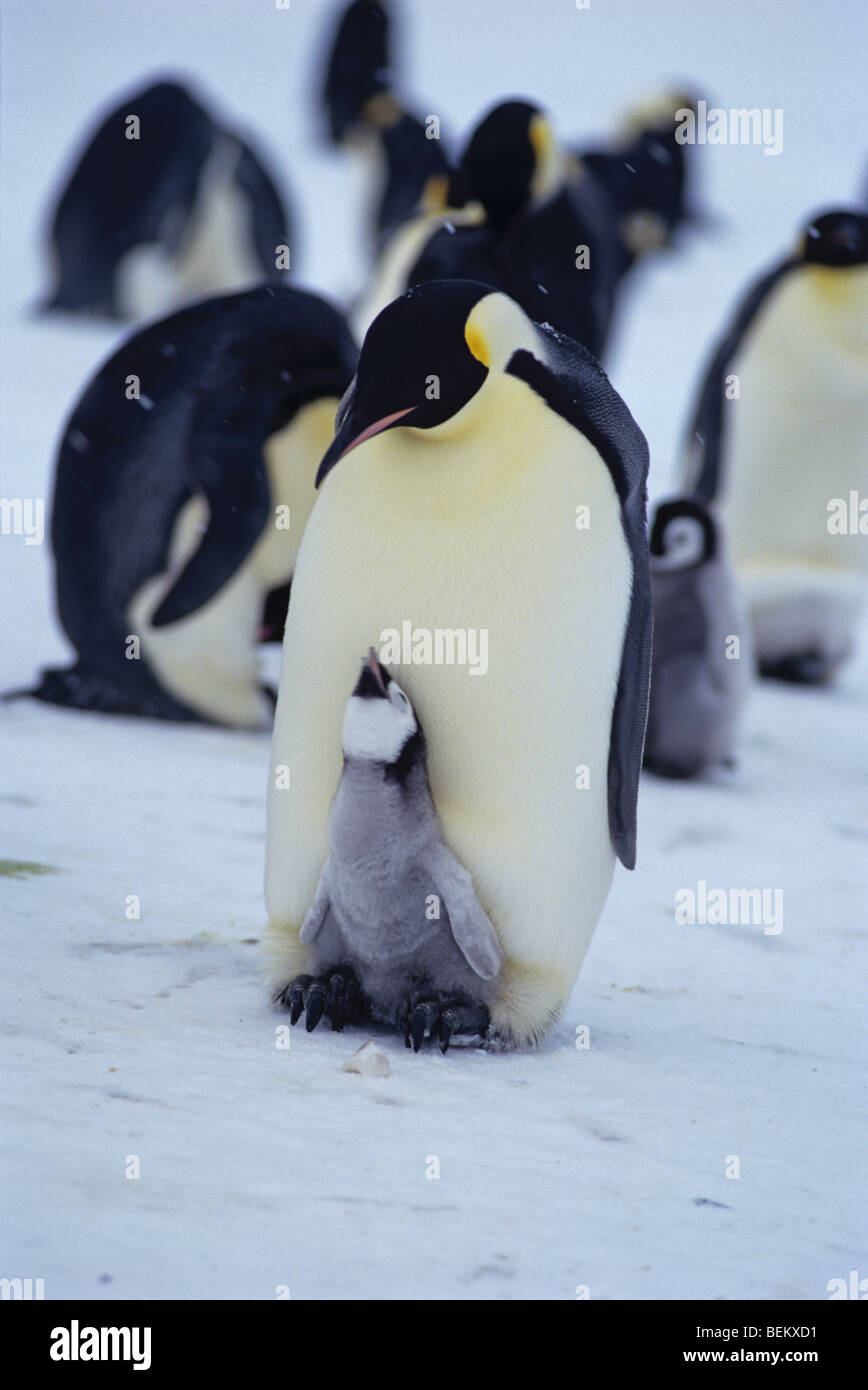 Emperor penguin face on hi-res stock photography and images - Alamy