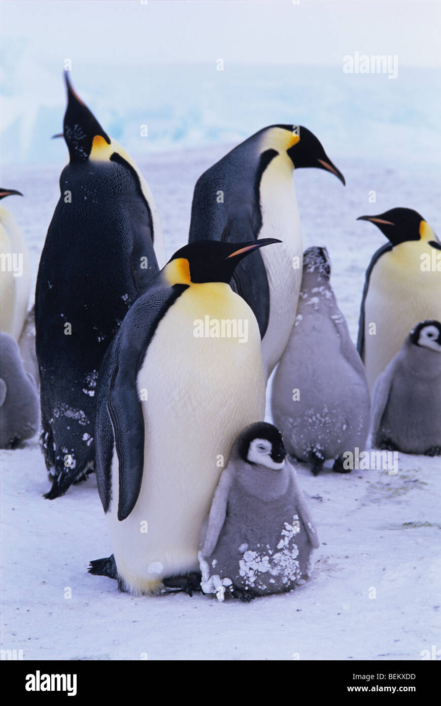 EMPEROR PENGUIN WITH CHICK, ANTARCTIC Stock Photo - Alamy