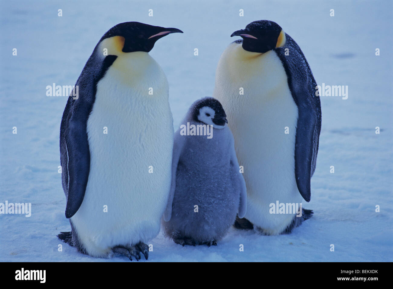 EMPEROR PENGUIN FAMILY, ANTARCTIC Stock Photo - Alamy