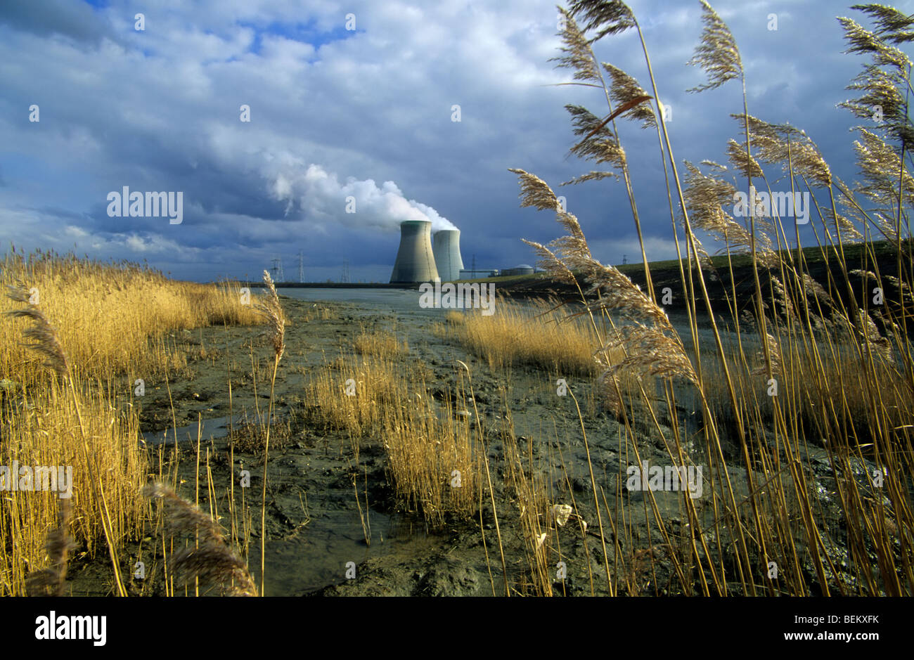 Reed and cooling towers of nuclear power plant, Doel, Belgium Stock ...