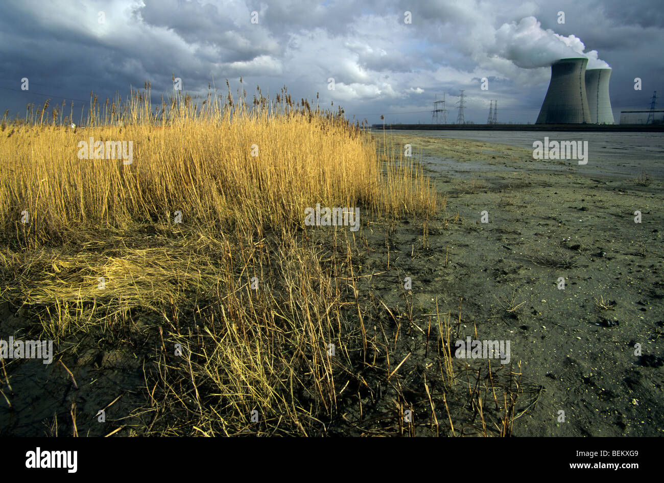 Reed and cooling towers of nuclear power plant, Doel, Belgium Stock ...