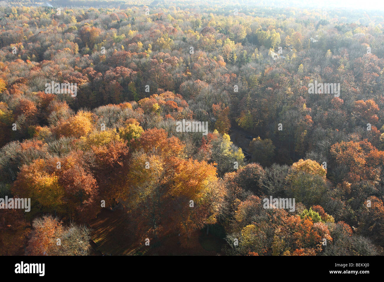 Mixed forest beech pine spruce oak in hi-res stock photography and ...