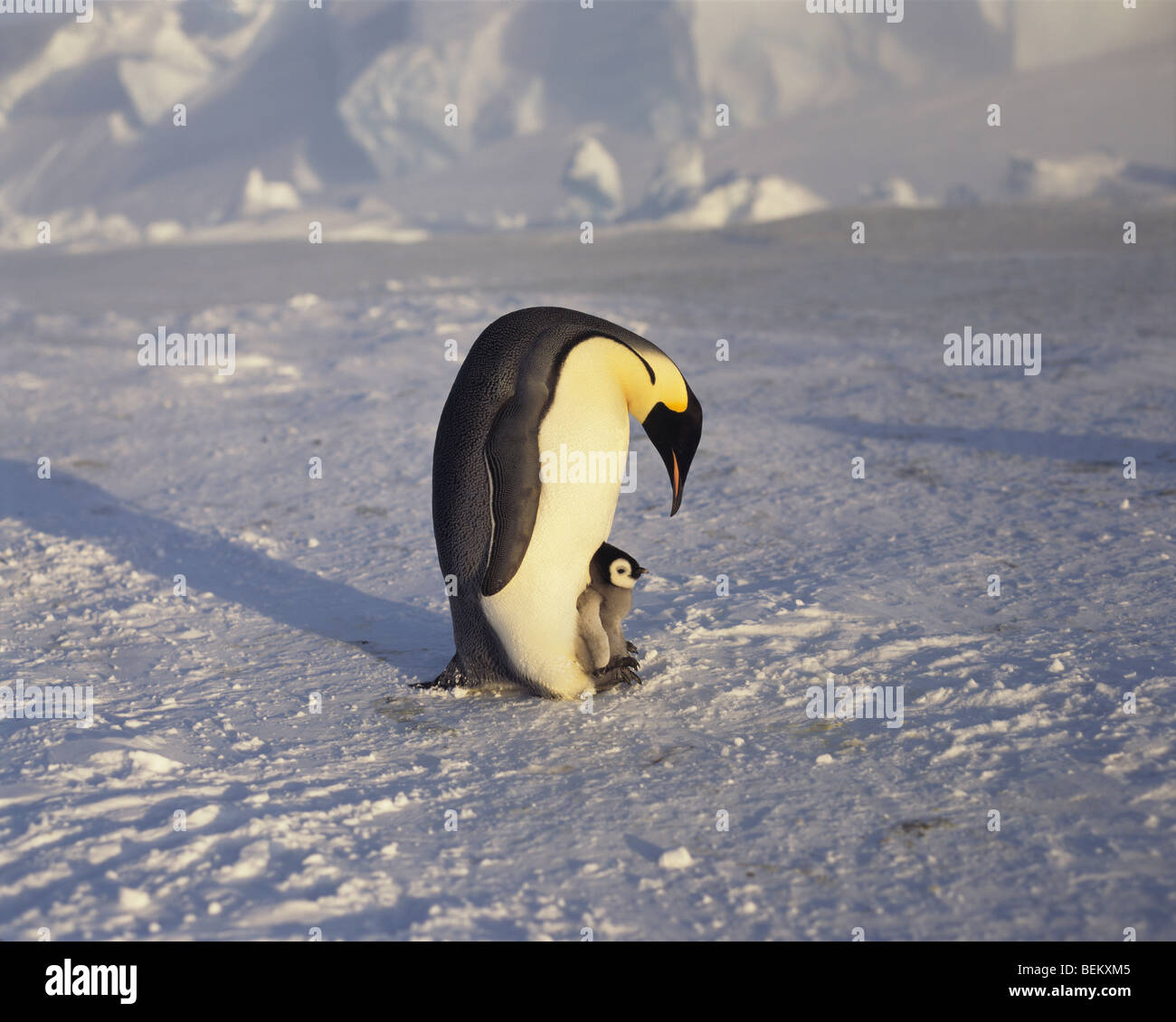 EMPEROR PENGUIN WITH CHICK, ANTARCTIC Stock Photo - Alamy