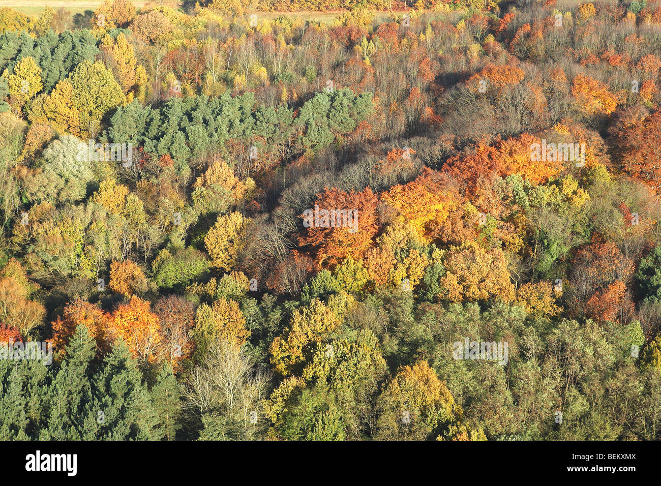 Mixed forest with Oak (Quercus robur) Beech (Fagus sylvatica) and ...
