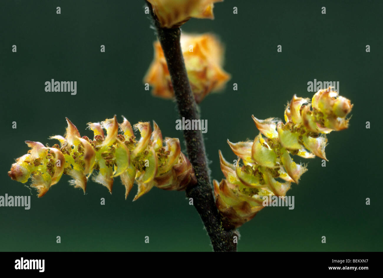 Sweet gale hi-res stock photography and images - Alamy