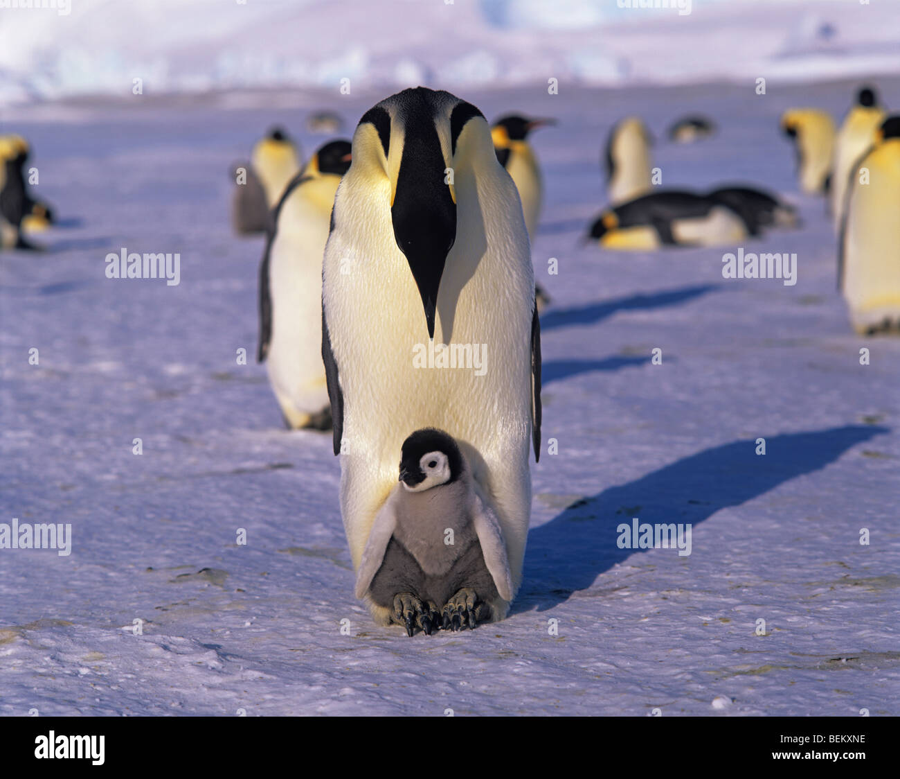 EMPEROR PENGUIN WITH CHICK, ANTARCTIC Stock Photo - Alamy