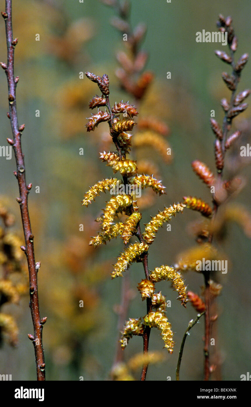 Bog myrtle / sweet gale fruits (Myrica gale), Belgium Stock Photo - Alamy Bog myrtle / sweet gale fruits (Myrica gale), Belgium Stock Photo - Alamy