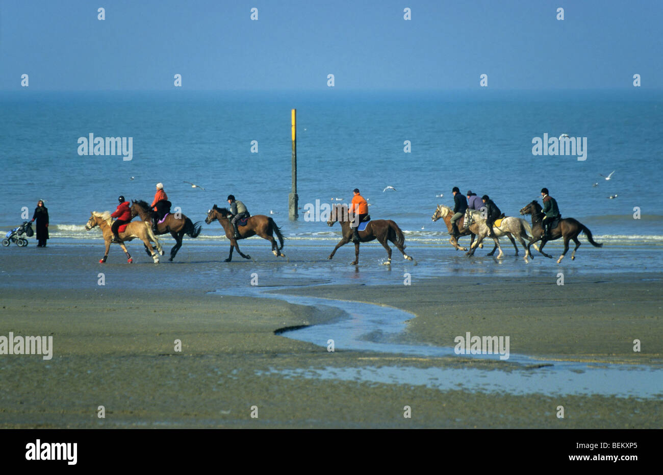 Horsemen riding horses (Equus caballus) on the beach, Nieuport, Belgium ...