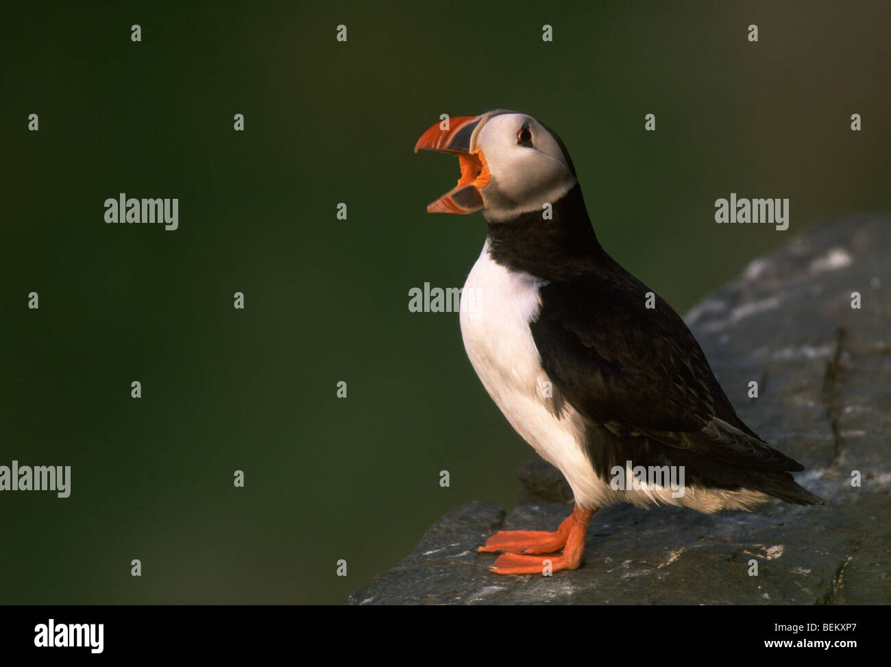 Screaming Atlantic Puffin (Fratercula arctica) on rock, Norway ...