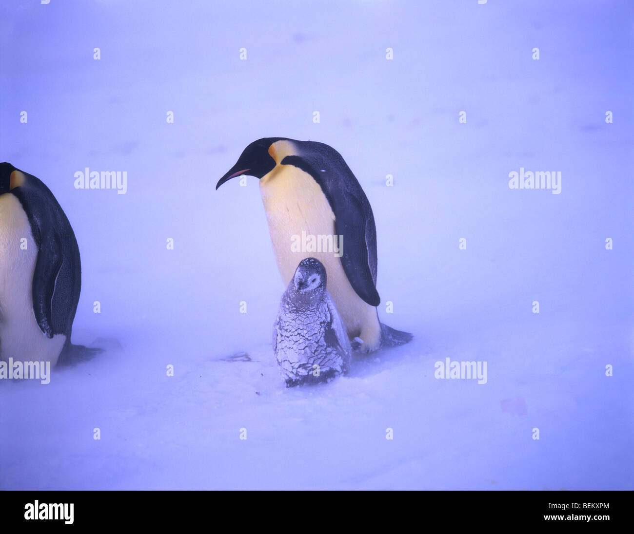 EMPEROR PENGUIN WITH CHICK, ANTARCTIC Stock Photo - Alamy