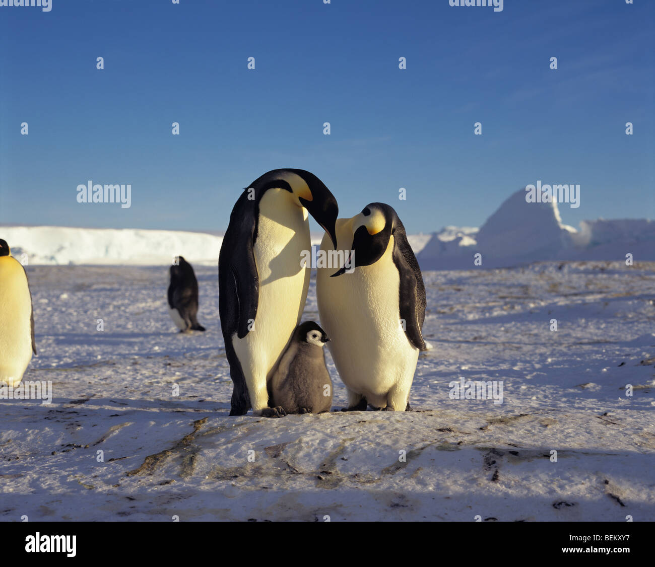 Emperor Penguin Family