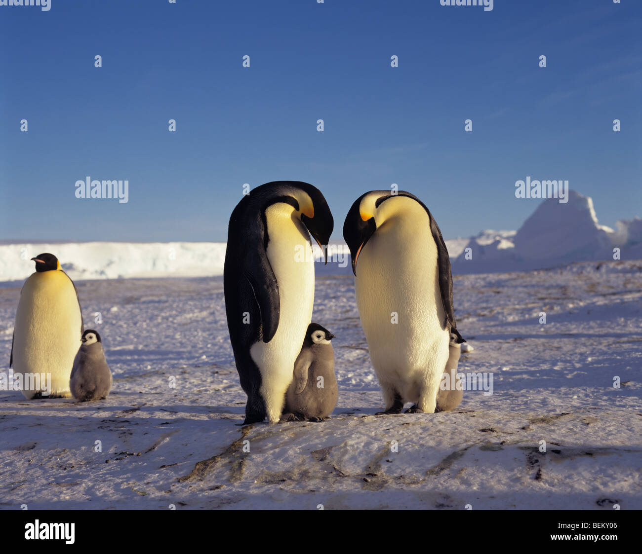 EMPEROR PENGUIN FAMILY, ANTARCTIC Stock Photo - Alamy