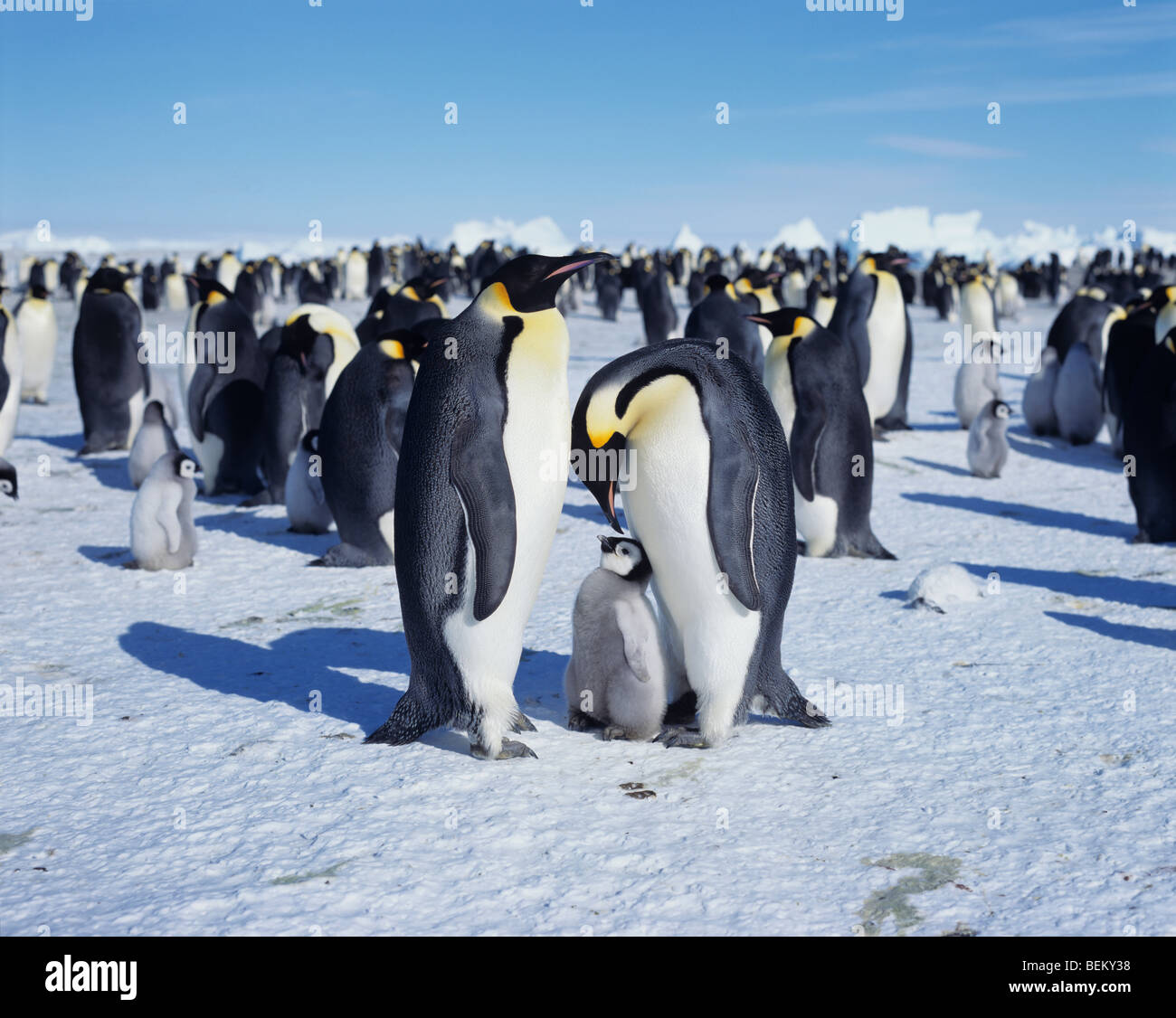 EMPEROR PENGUIN FAMILY, ANTARCTIC Stock Photo - Alamy