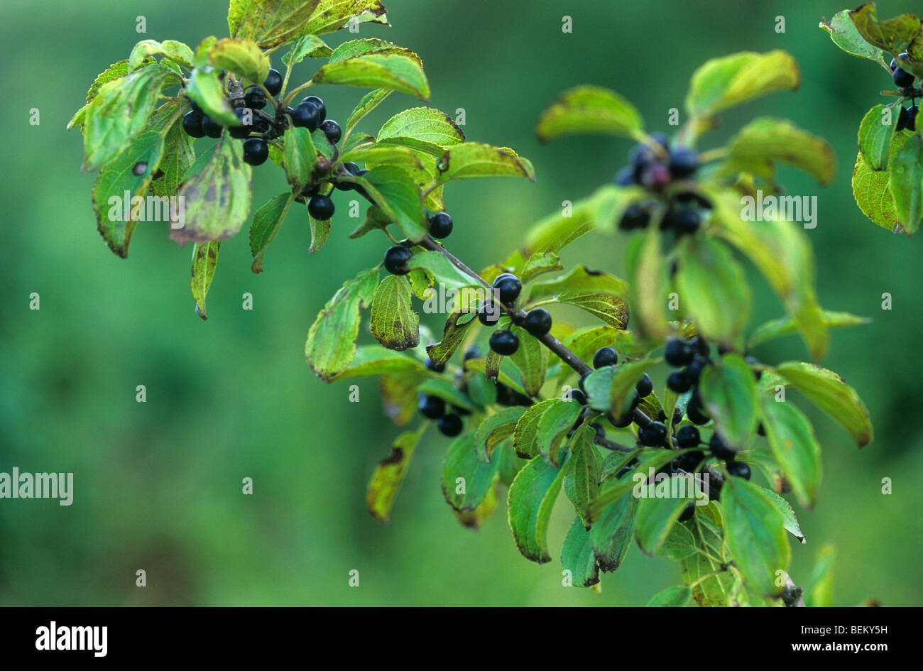 Rhamnus Cathartica High Resolution Stock Photography and Images - Alamy