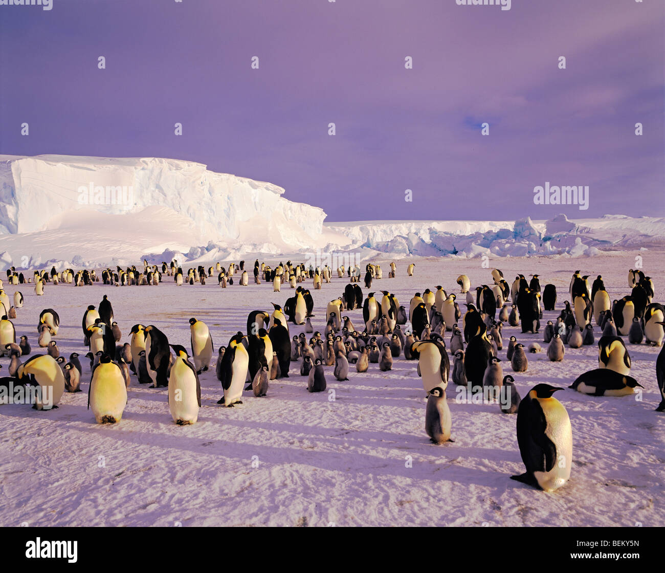 EMPEROR PENGUINS, ANTARCTIC Stock Photo - Alamy