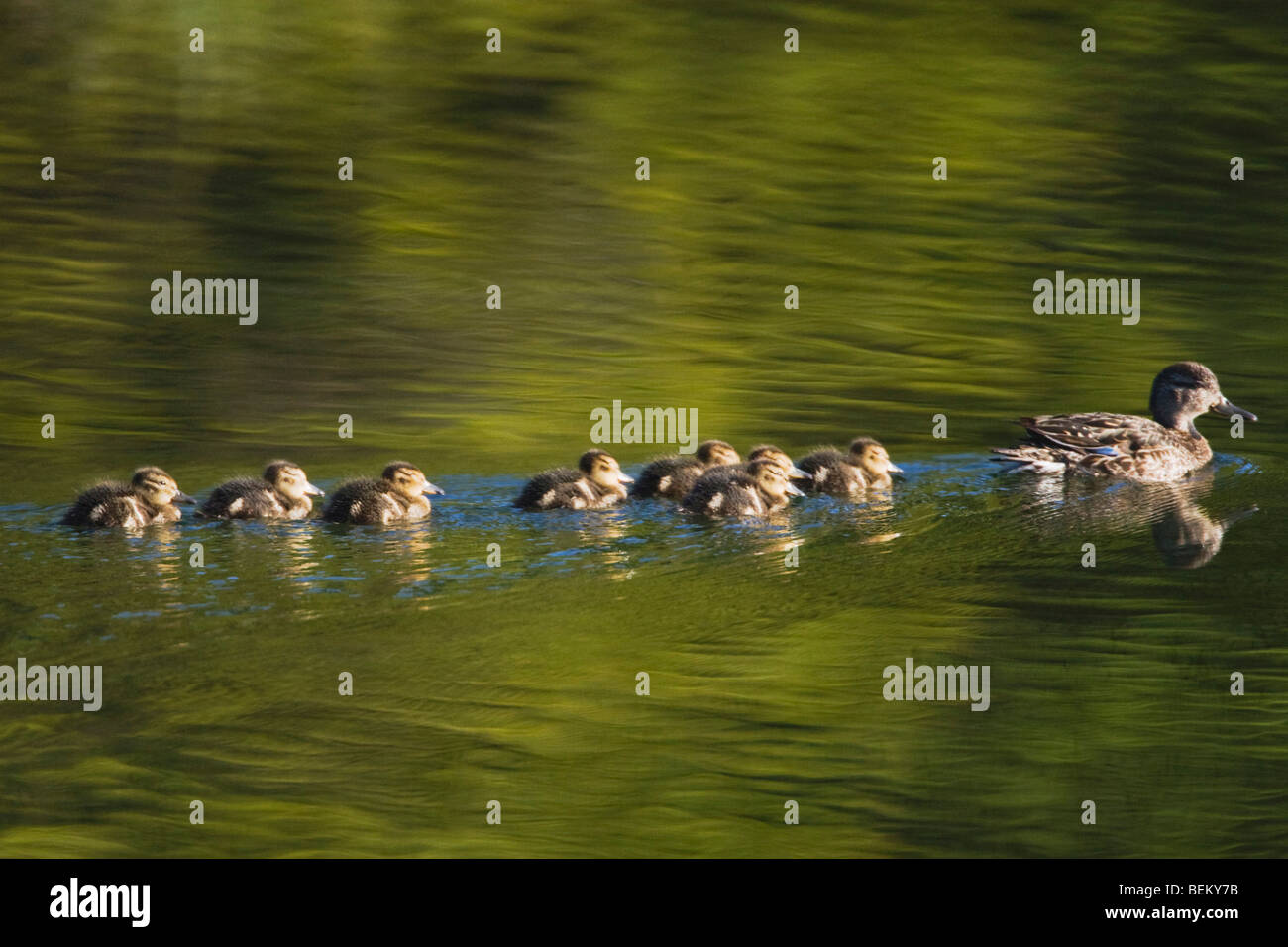 Blue-winged Teal (Anas discors), female with chicks, Grand Teton NP ...