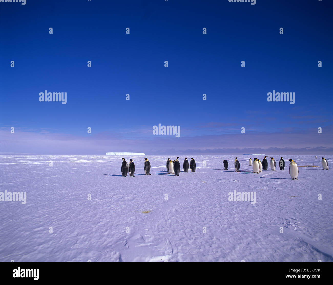 EMPEROR PENGUINS, ANTARCTIC Stock Photo - Alamy