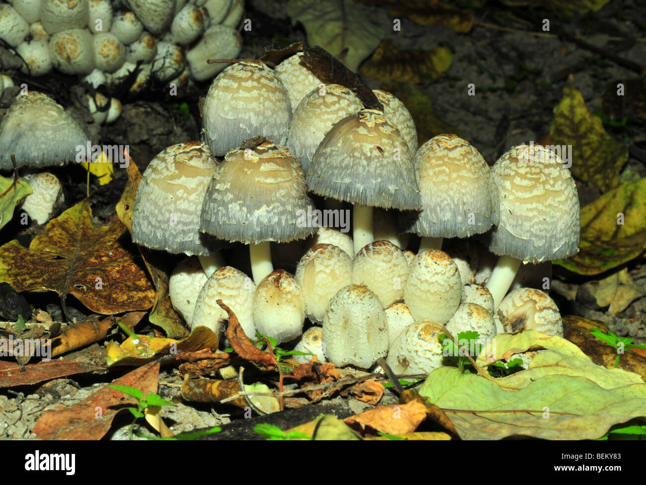 Coprinus fungi hi-res stock photography and images - Alamy