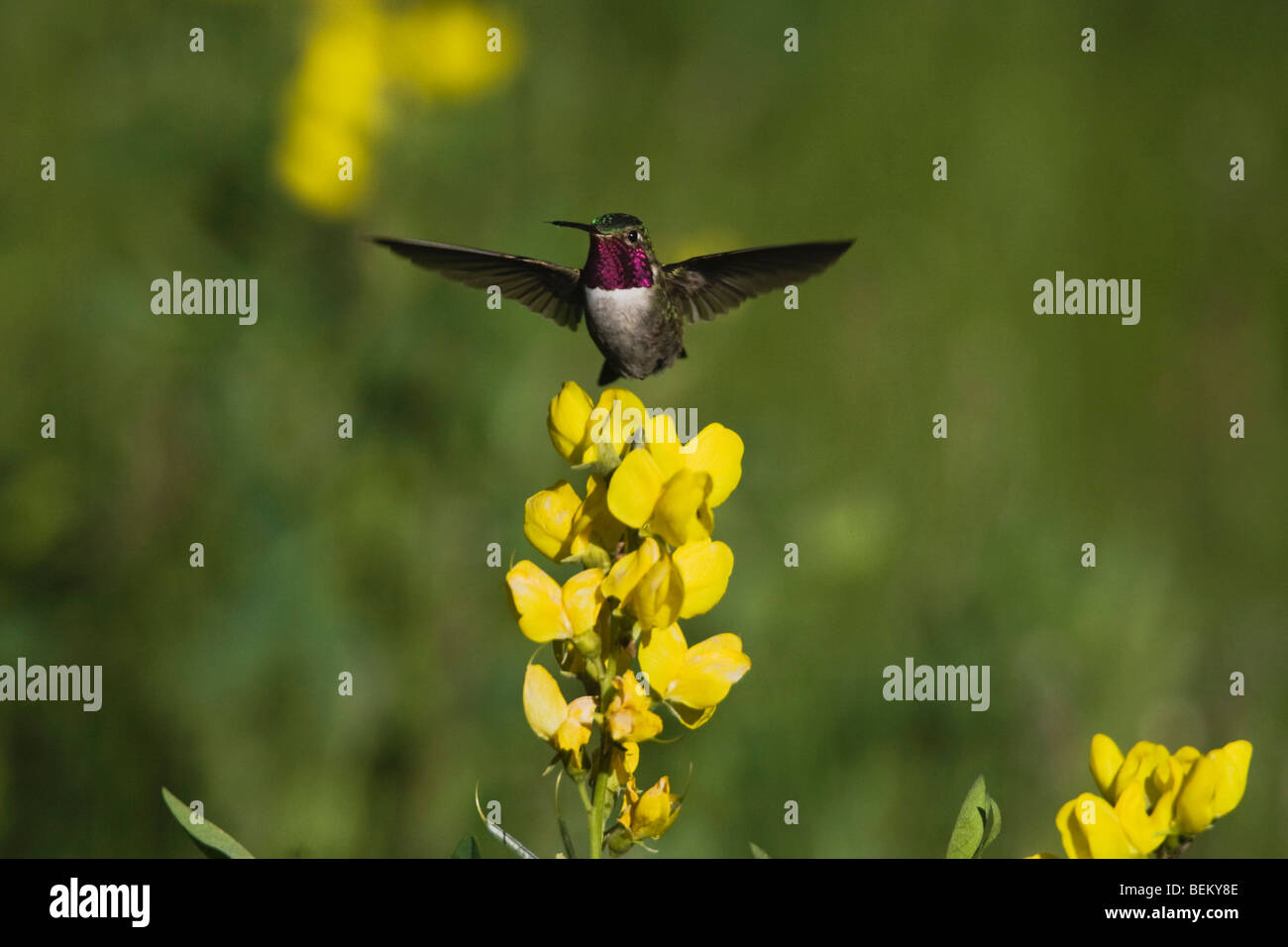 Broad-tailed Hummingbird (Selasphorus platycercus),male in flight ...