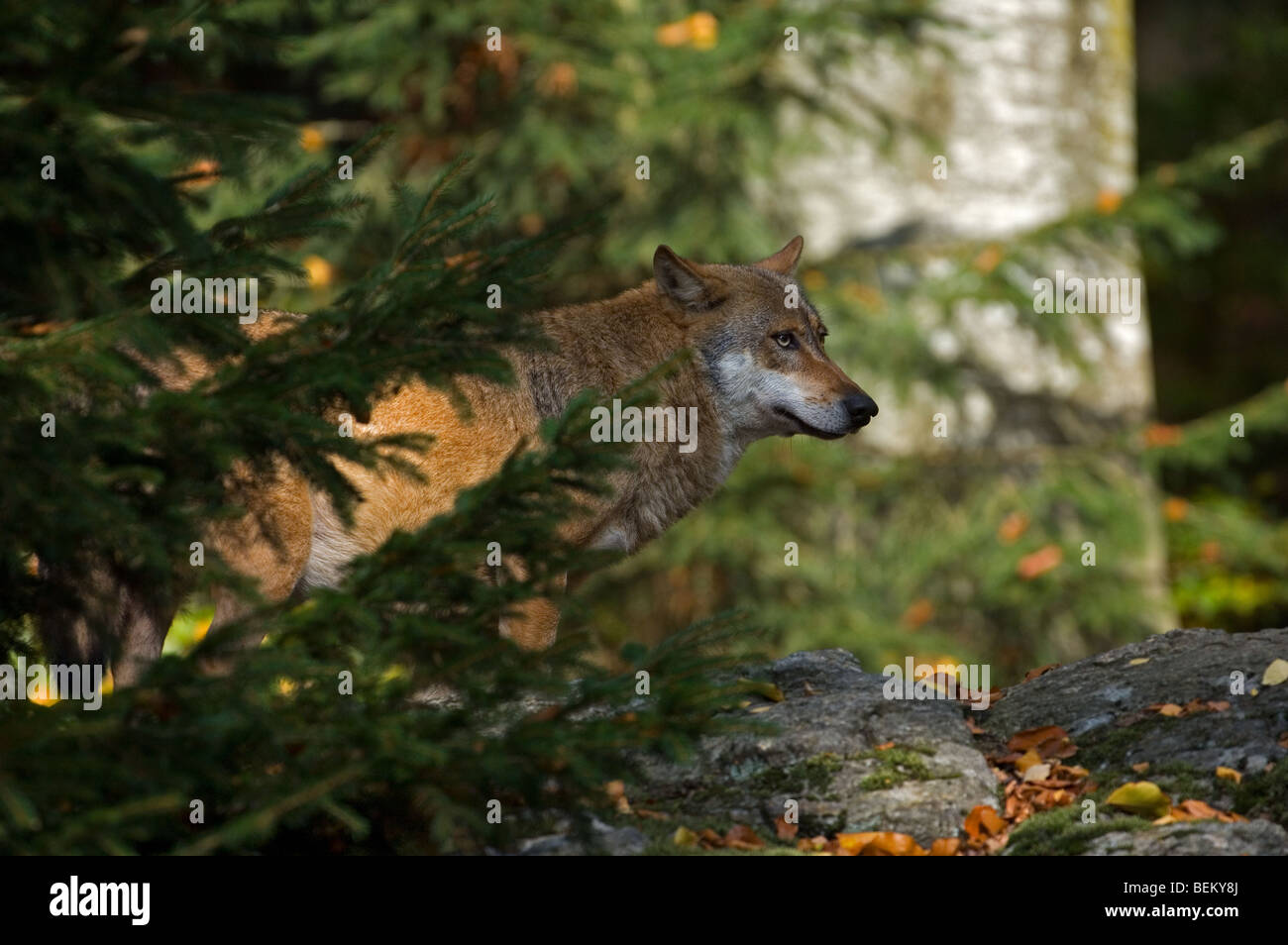 Wolf behind tree hi-res stock photography and images - Alamy