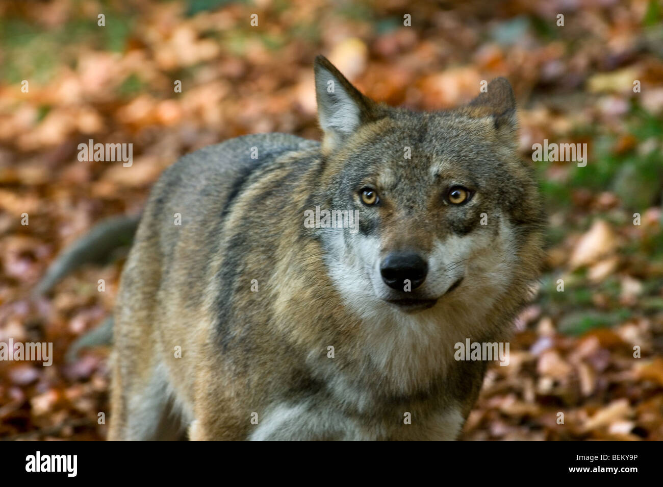 Close-up of European grey wolf (Canis lupus) in autumn forest, Bavarian ...