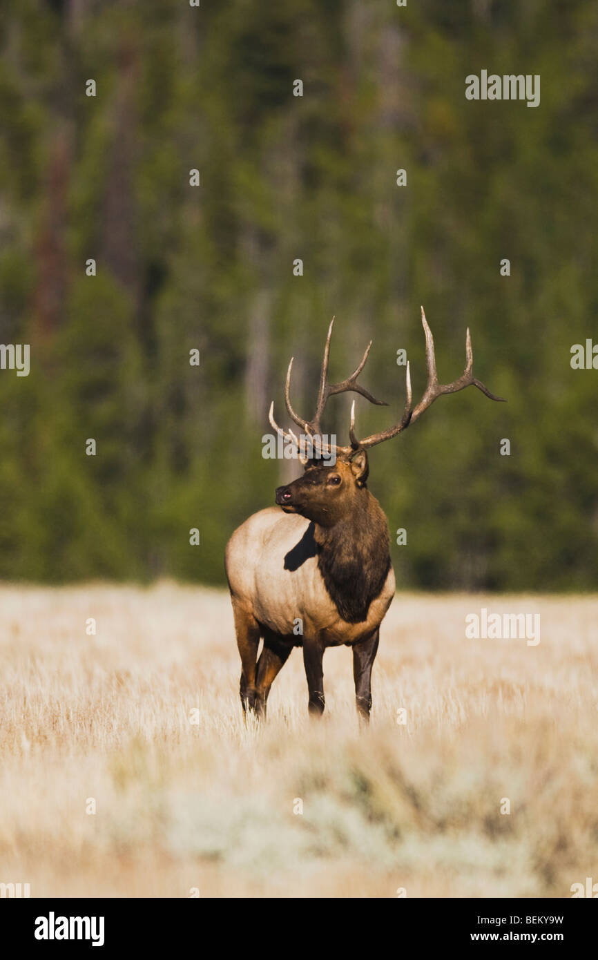 Elk side view animal photo and image hi-res stock photography and ...