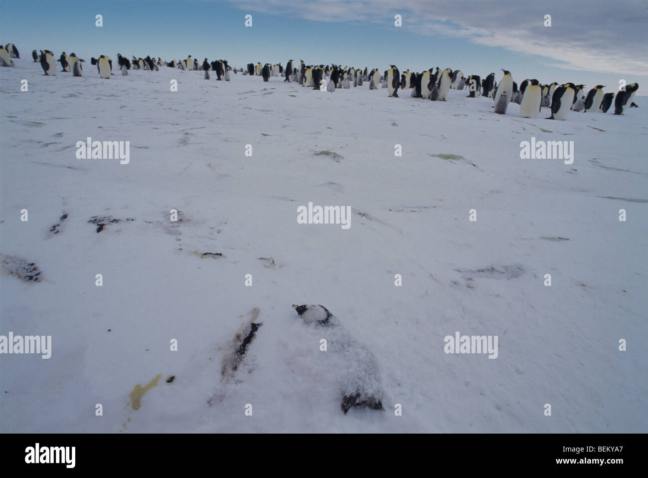 DEAD EMPEROR PENGUIN CHICKS, ANTARCTIC Stock Photo - Alamy