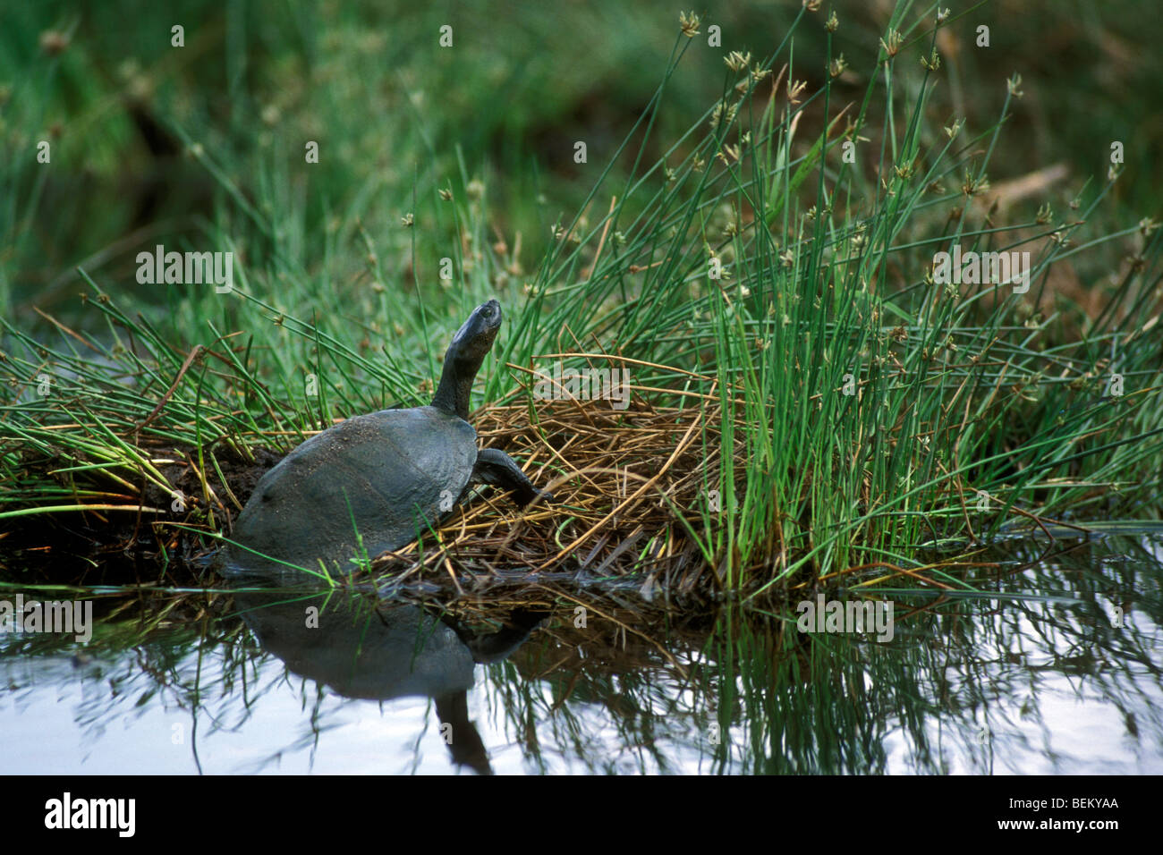 Serrated hinged terrapin / African serrated mud turtle (Pelusios ...