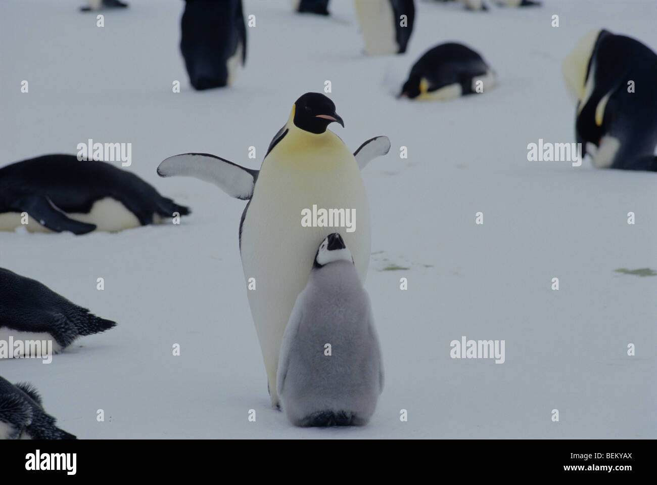 EMPEROR PENGUIN WITH CHICK, ANTARCTIC Stock Photo - Alamy