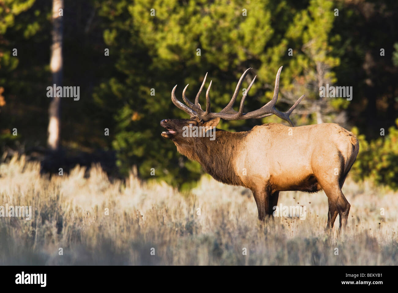 Elk side view animal photo hi-res stock photography and images - Alamy